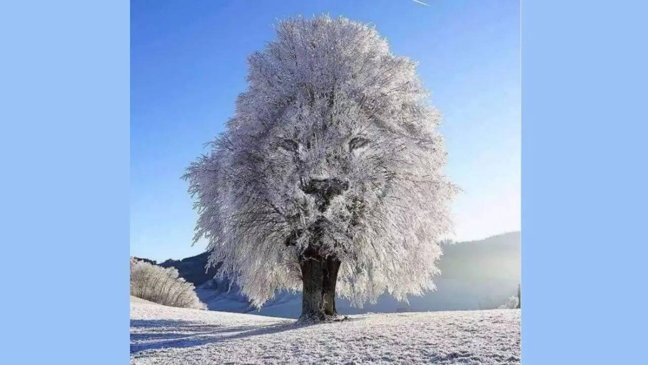 Optical illusion personality test: Lion or snow-covered tree? What you ...