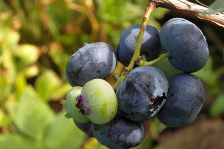 Na borůvky platí kyselina citronová – letos budou plodit jako splašené