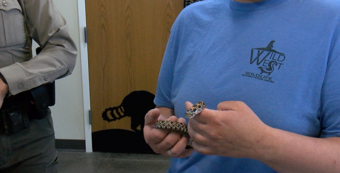 Texas game warden highlights start of snake season in the Panhandle