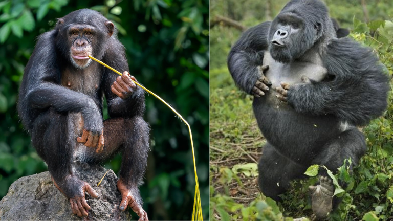 Gorilla vs. Chimpanzee: What is different in similar-looking wild beasts