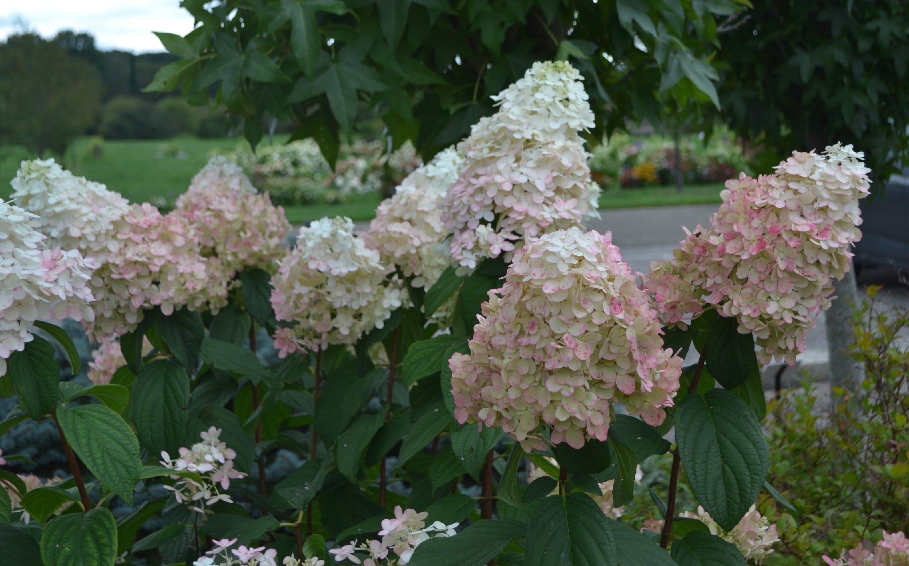 It's hydrangea season. Here are the 5 most common types