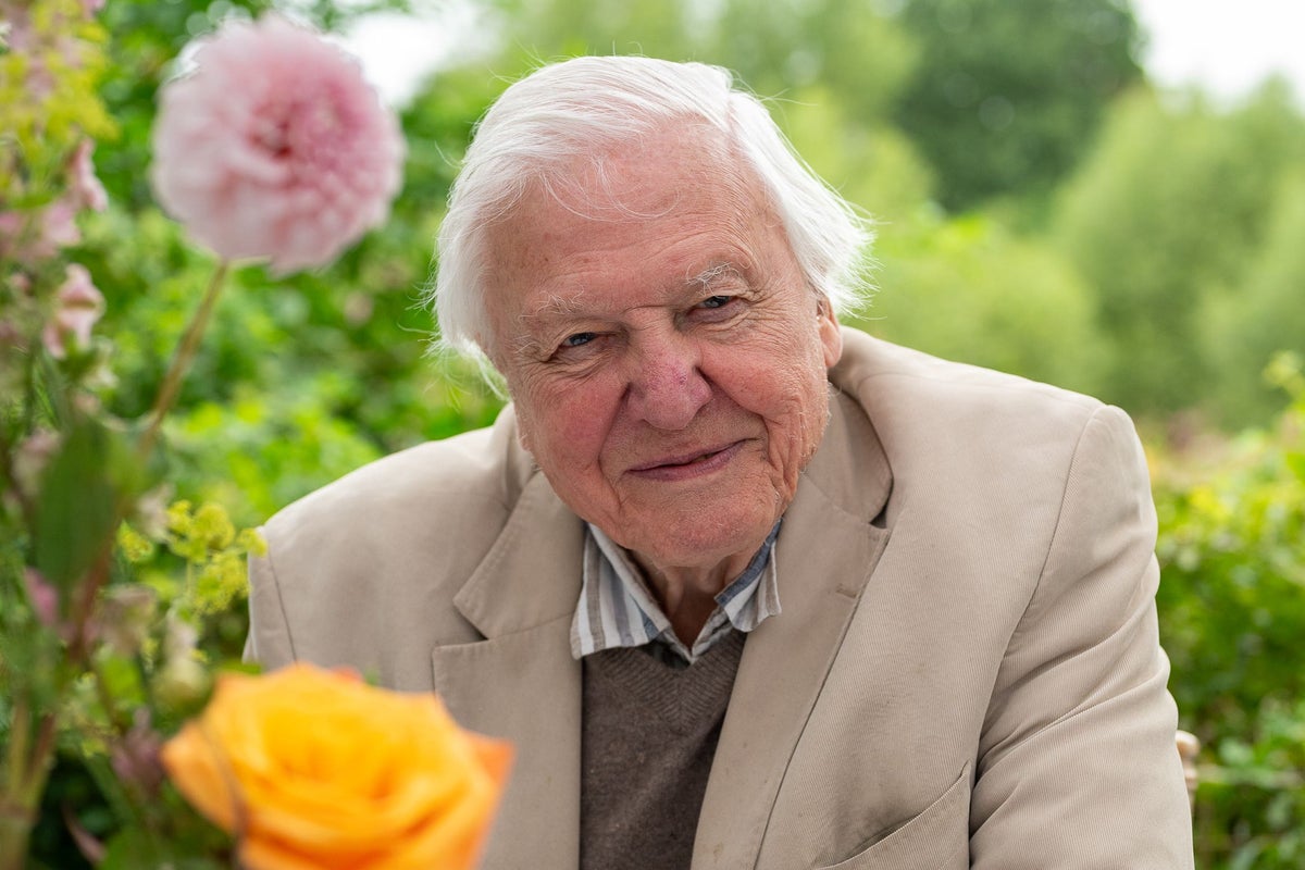 Who can – or could – ever replace David Attenborough?