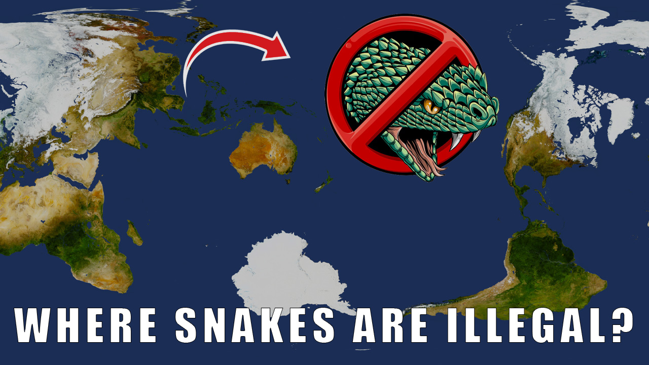Why Snakes Are Banned in New Zealand: The Surprising Reasons