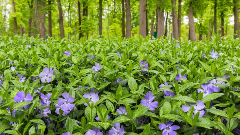 5 ground cover plants that thrive on neglect – tough, low-maintenance ...