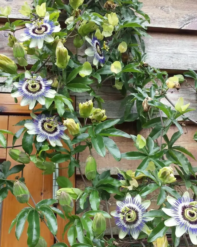 5 plantas con flores tropicales que aportan color, perfume y belleza a ...