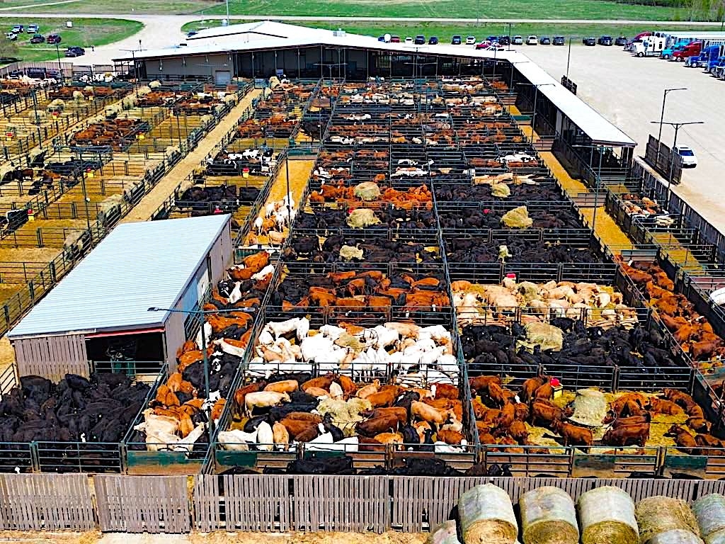 SIEMENS SAYS: Heartland Livestock hosts national auctioneer showdown ...