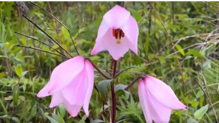 Shirui Lily Festival ends with vibrant cultural shows and music ...