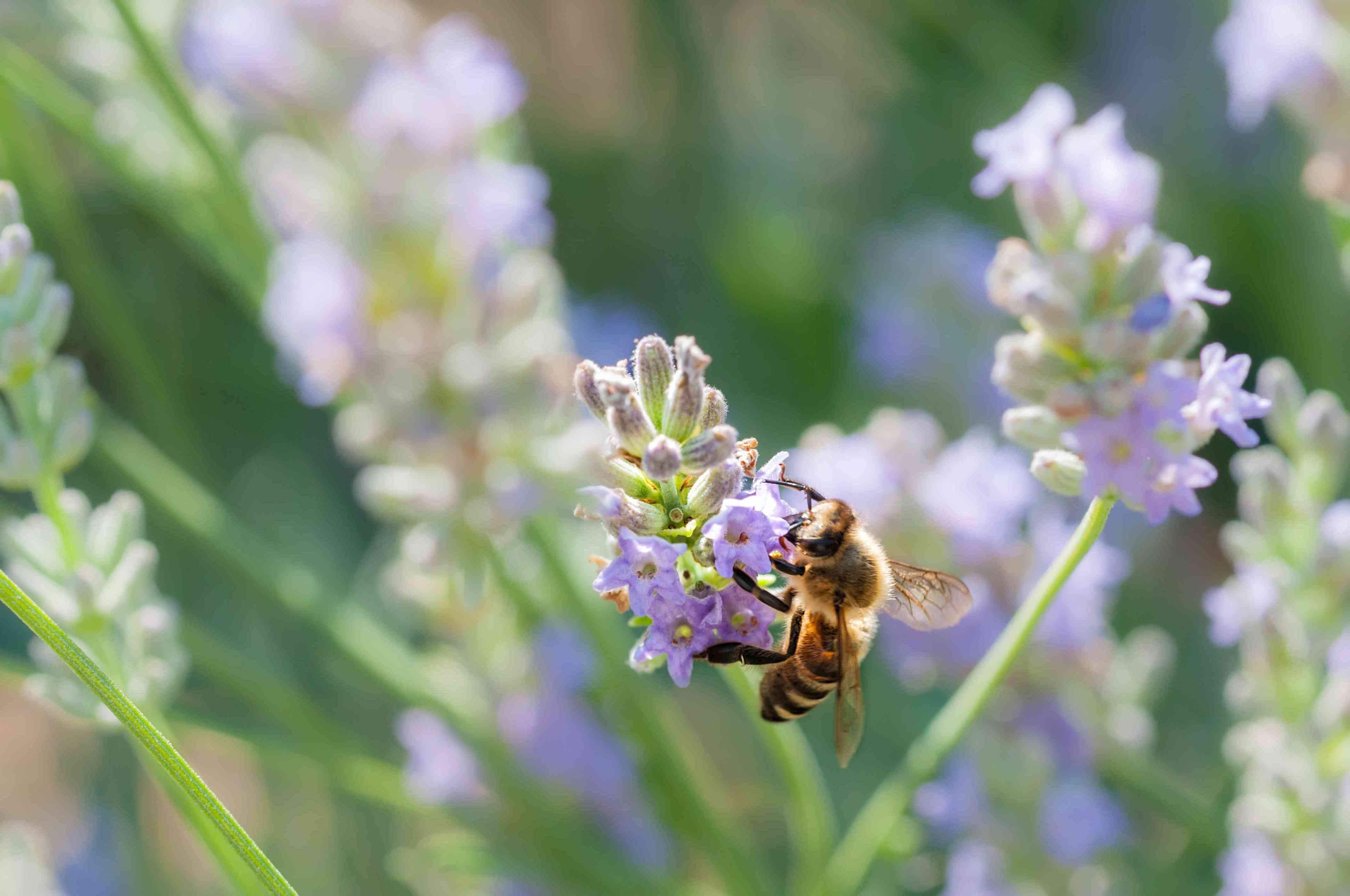 How To Protect The Bees In Your Yard This Summer