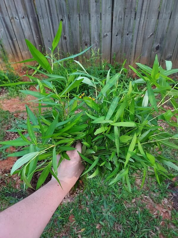 Homeowner shares jaw-dropping transformation after ripping out invasive ...