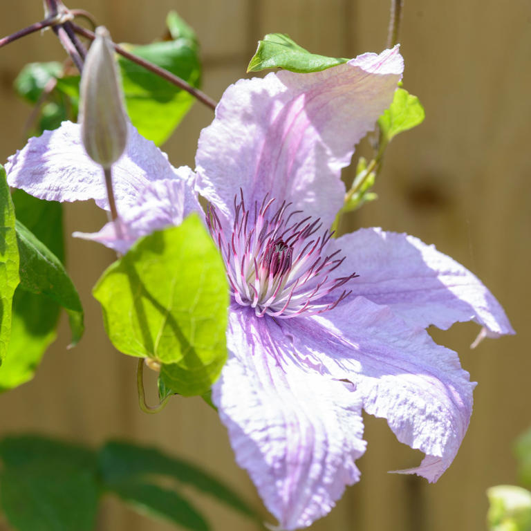 What to do with clematis in June for beautiful, abundant blooms and ...