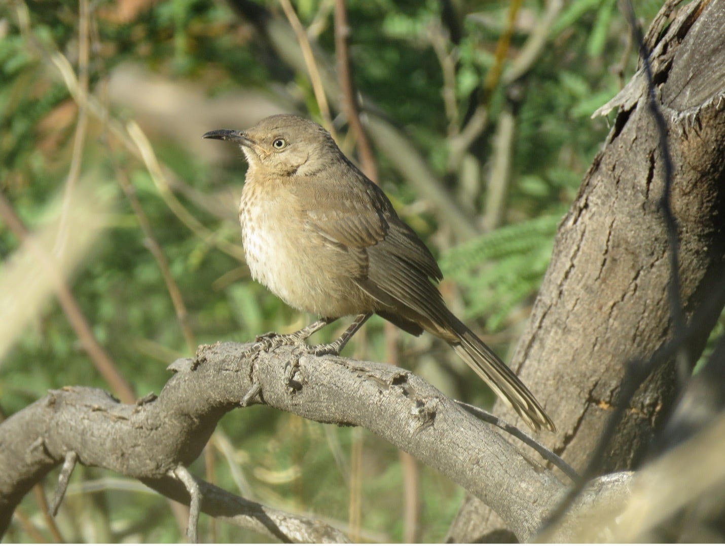 A rare desert songbird sounds 'red alert' for endangered bird species ...