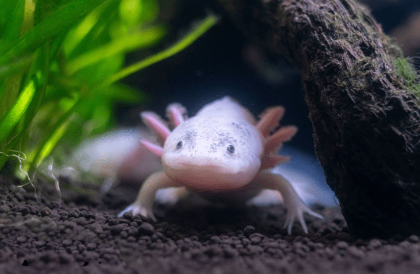 How axolotl cells 'remember' their position to regenerate lost limbs