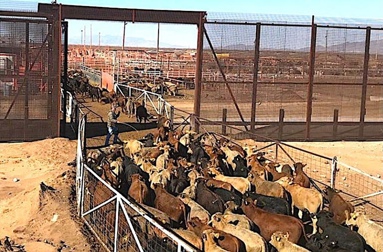 SIEMENS SAYS: Heartland Livestock hosts national auctioneer showdown ...