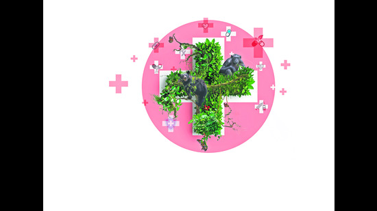 Bug, MD: Meet the surgeons and doctors of the wild