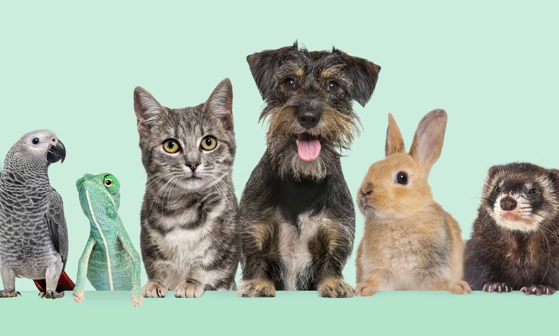 Most expensive pet to insure revealed after claims hit record £ ...