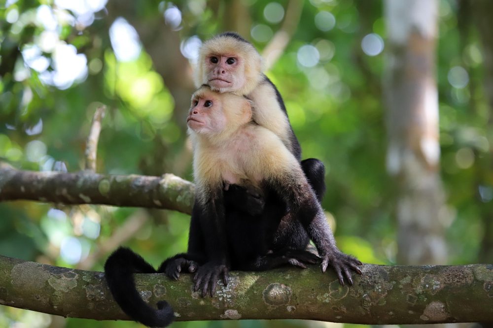 Monkeys on Panama Island Are Kidnapping Babies from a Different Species