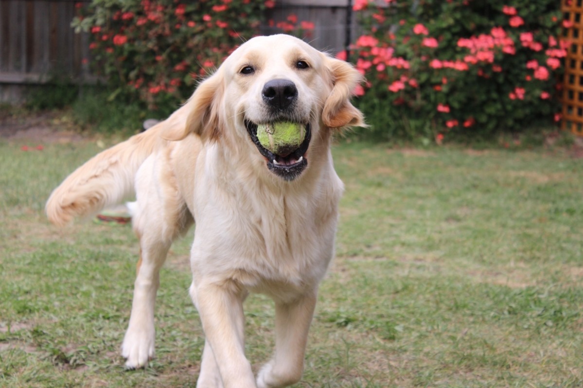 This Heavy-Duty Retractable Tie-Out Gives Dogs a Safe Way to Stretch ...