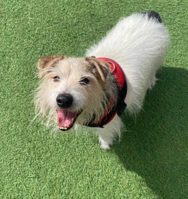 Adopt a dog Sheffield: 14 rescue dogs patiently waiting for their ...