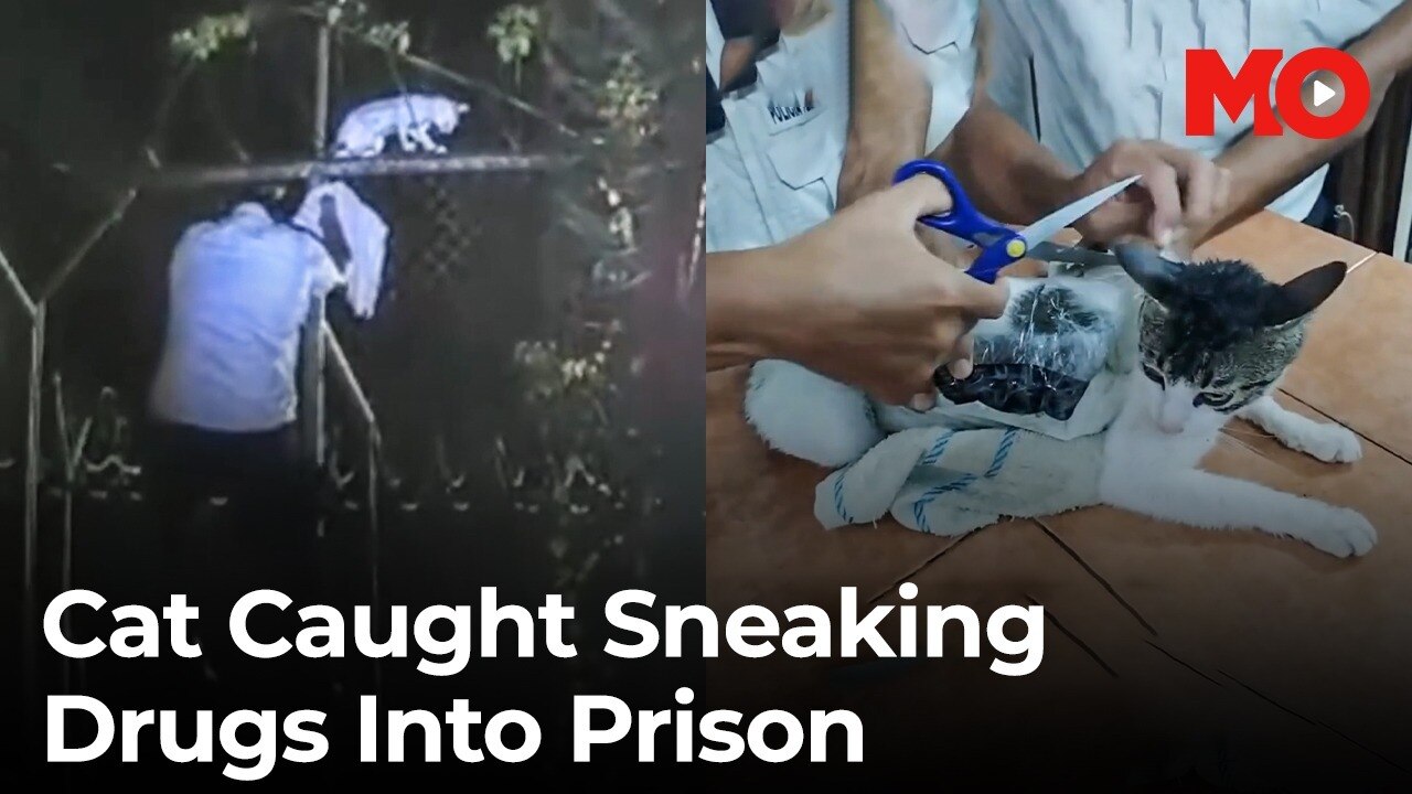 Cat caught smuggling drugs into Costa Rican prison