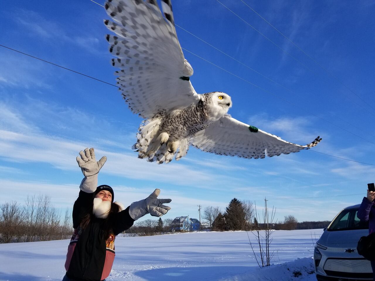 Snowy owl labelled threatened by expert group — and humans are ...
