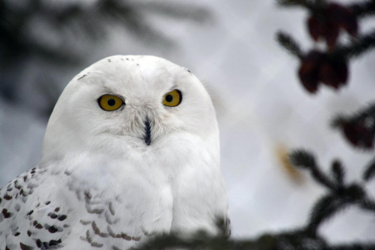 Snowy owl labelled threatened by expert group — and humans are ...