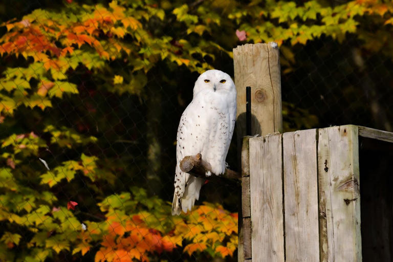Snowy owl labelled threatened by expert group — and humans are ...