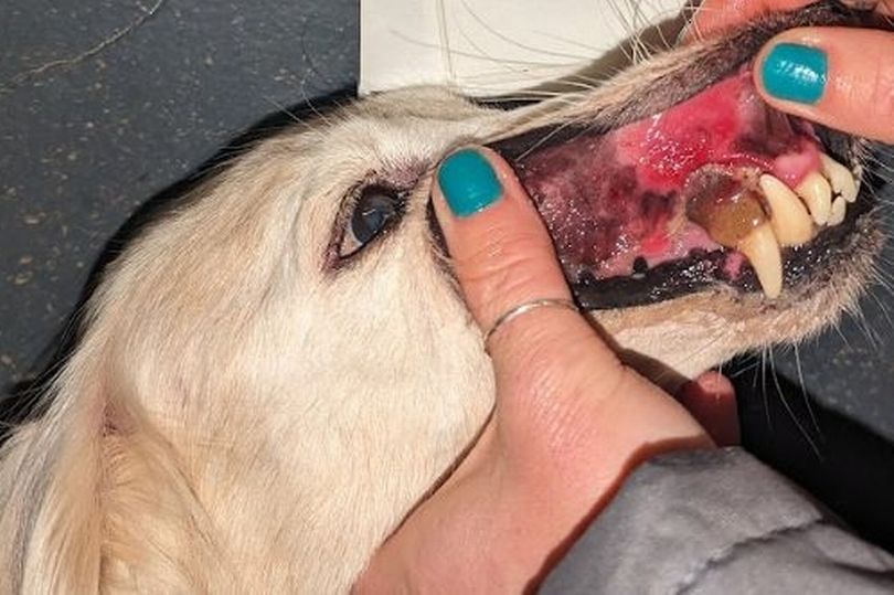 Woman 'badly neglected' pets and left them in a faeces-ridden house ...