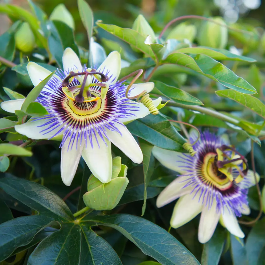 5 plantas con flores tropicales que aportan color, perfume y belleza a ...