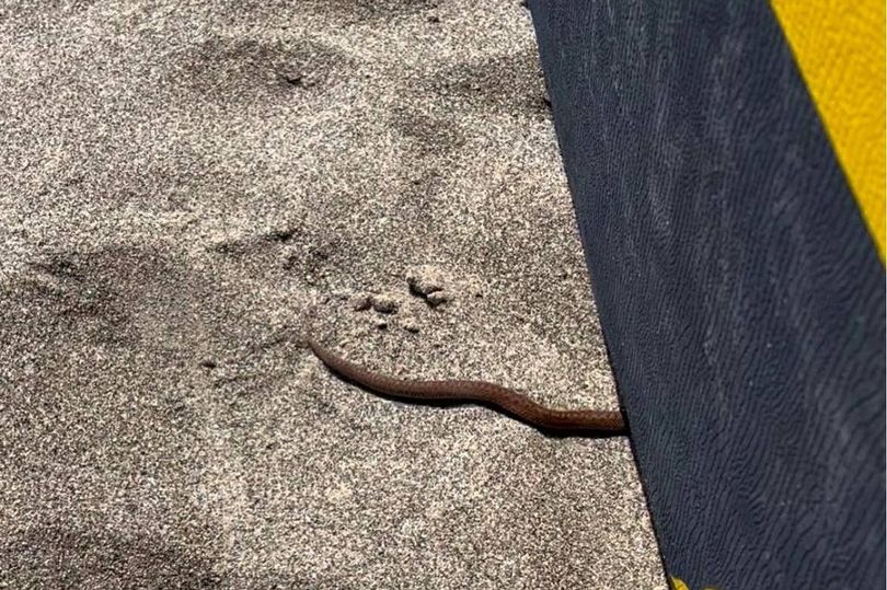 Venomous snake bolts into sea from beneath paddleboard at popular Welsh ...