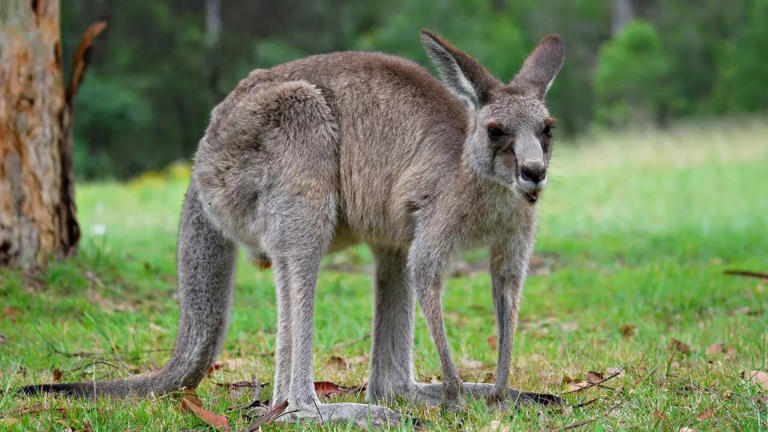 Explore 5 land creatures on Earth that swim better than you imagine