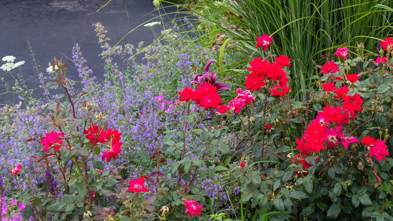 Is It Safe To Plant Garden Mint Near Roses? Here's What We Found
