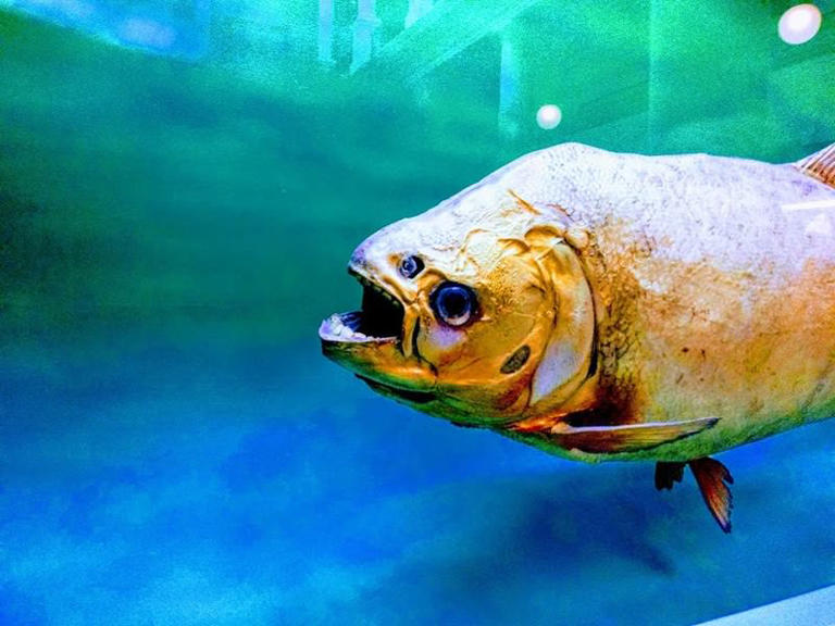 25 of the Weirdest Animals on Earth