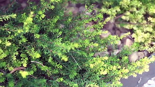 Invasive plant pathogen myrtle rust detected at National Museum of ...