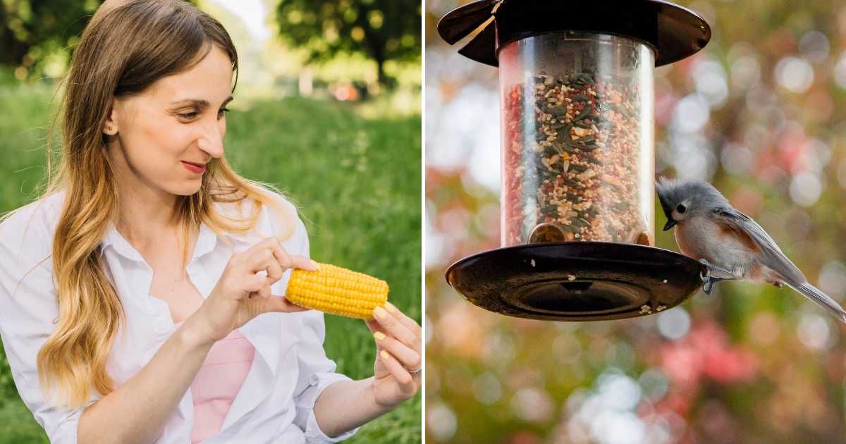 Expert Reveals the Little-Known Advantage of Scattering Sweet Corn ...