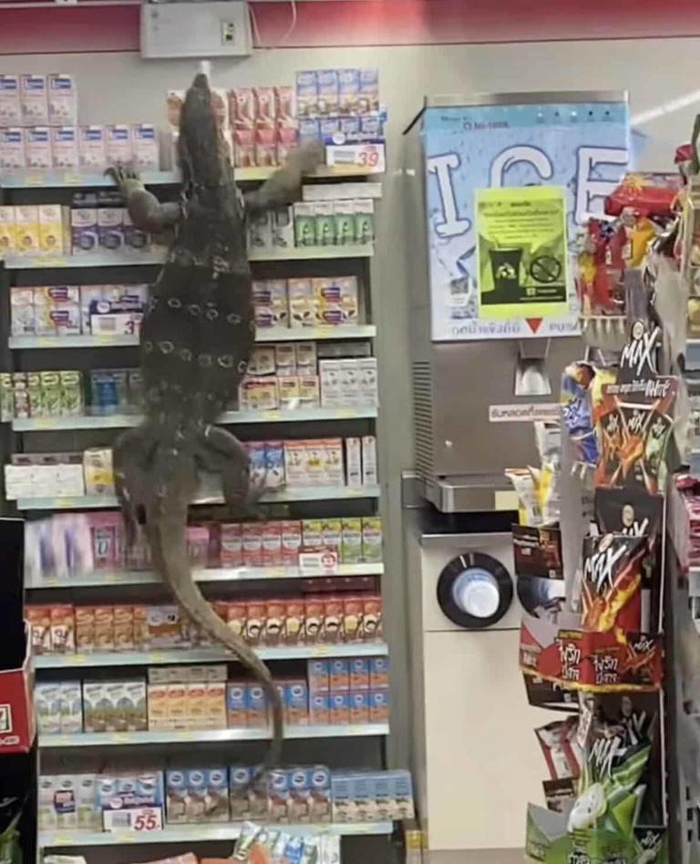 20 Funny Times Out-Of-Place Objects Turned Normal Photos Into ...