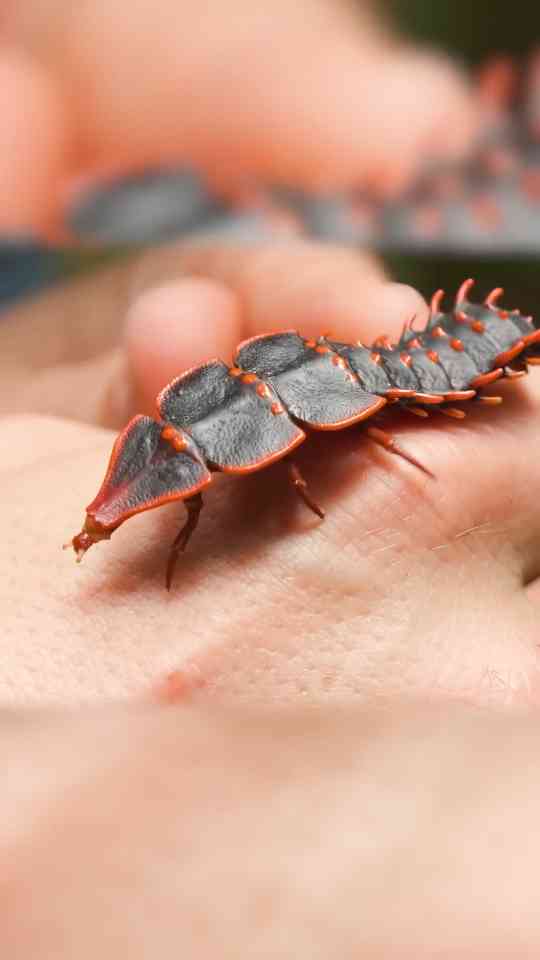 Prehistoric Bug Found!