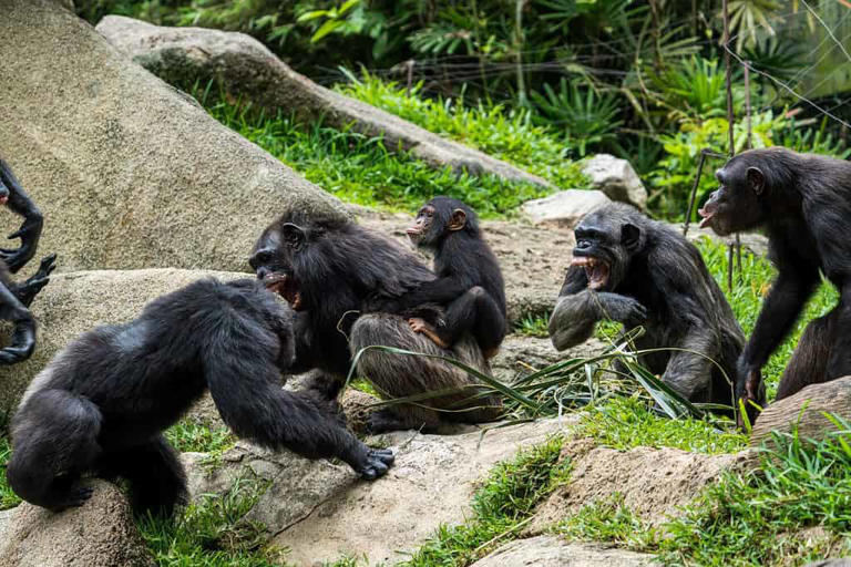 As the World Mourns Jane Goodall: A Look at the Remarkable Minds of ...