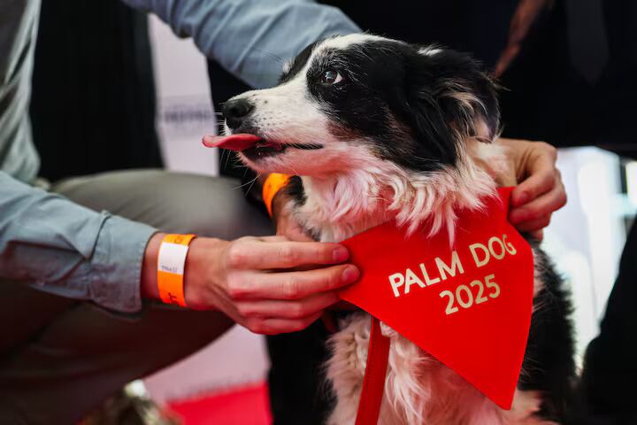 Un perro islandés gana el premio a mejor intérprete canino en el ...
