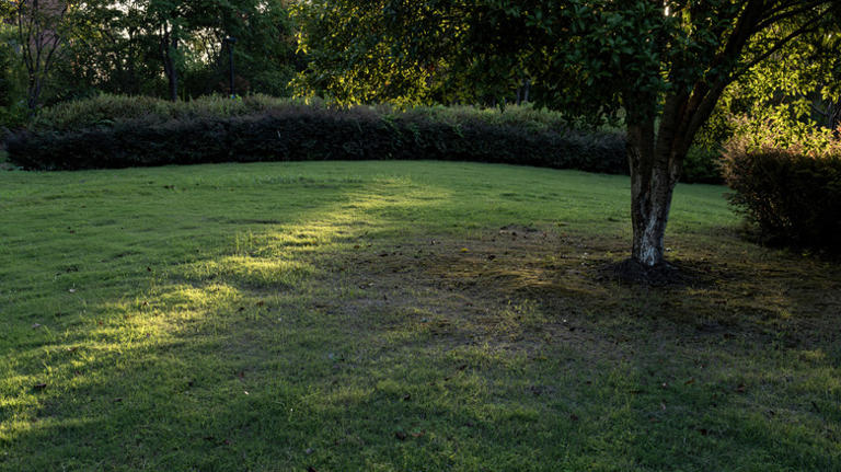 The Ground Cover That Makes A Beautiful Alternative To Grass Around Trees