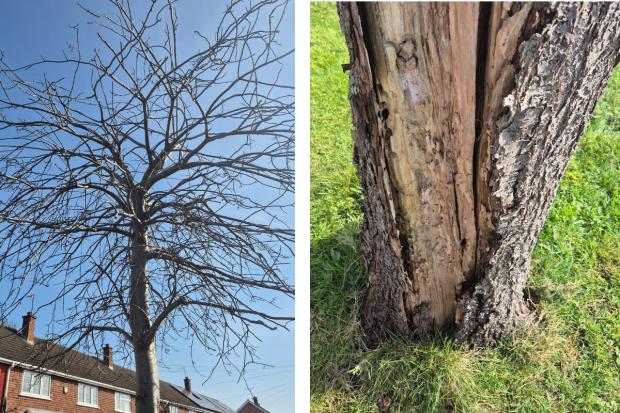 'Largely dead' tree with branches falling off can be cut down