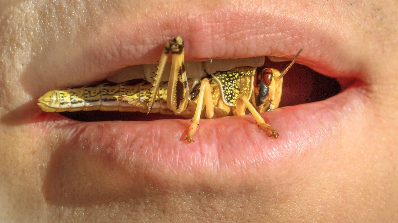 5 Timeless Arguments Over Eating Insects – Sustainable or Disgusting?