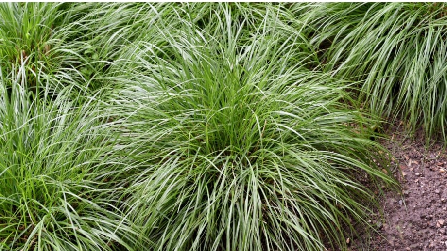 How to Plant, Grow, and Care for Pennsylvania Sedge