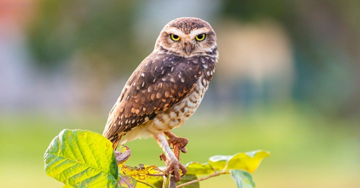 Owl Lifespan: How Long Do Owls Live?