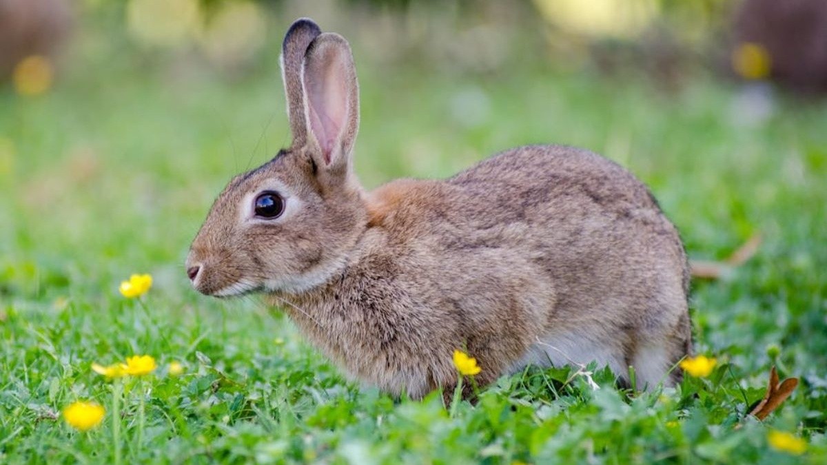 Bunny at Home: Basic Care, Needs, and Recommendations