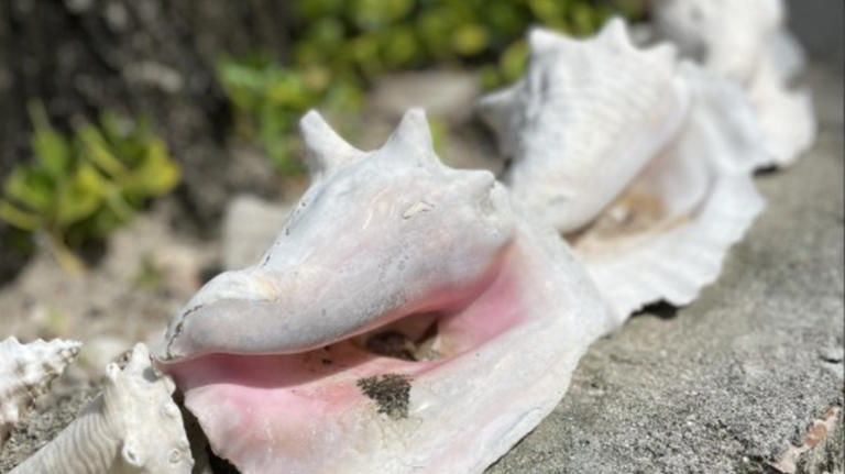 12 Natural Landscape Edging Ideas To Elevate Your Yard