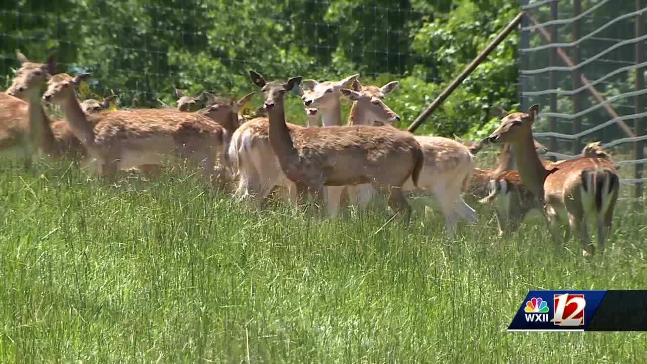 Chronic Wasting Disease: What to know about the fatal deer illness