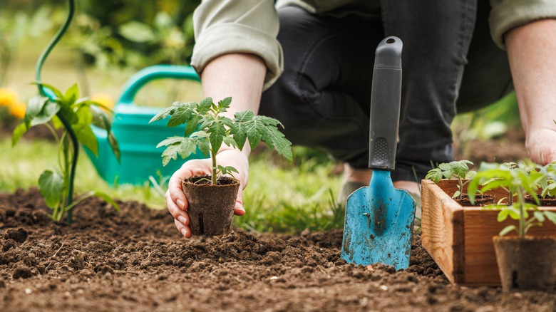 Save Tomato Plants From Bugs With A Genius Nighttime Gardening Hack
