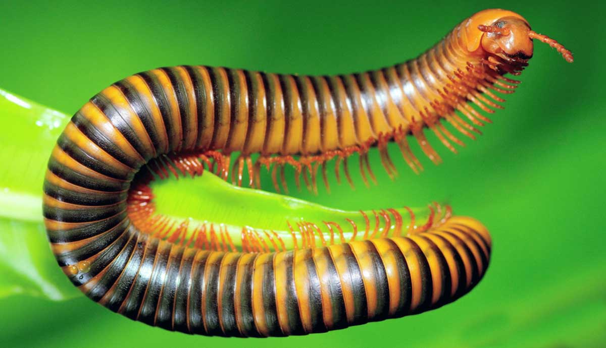 Keeping Pet Millipedes: 6 Things to Know