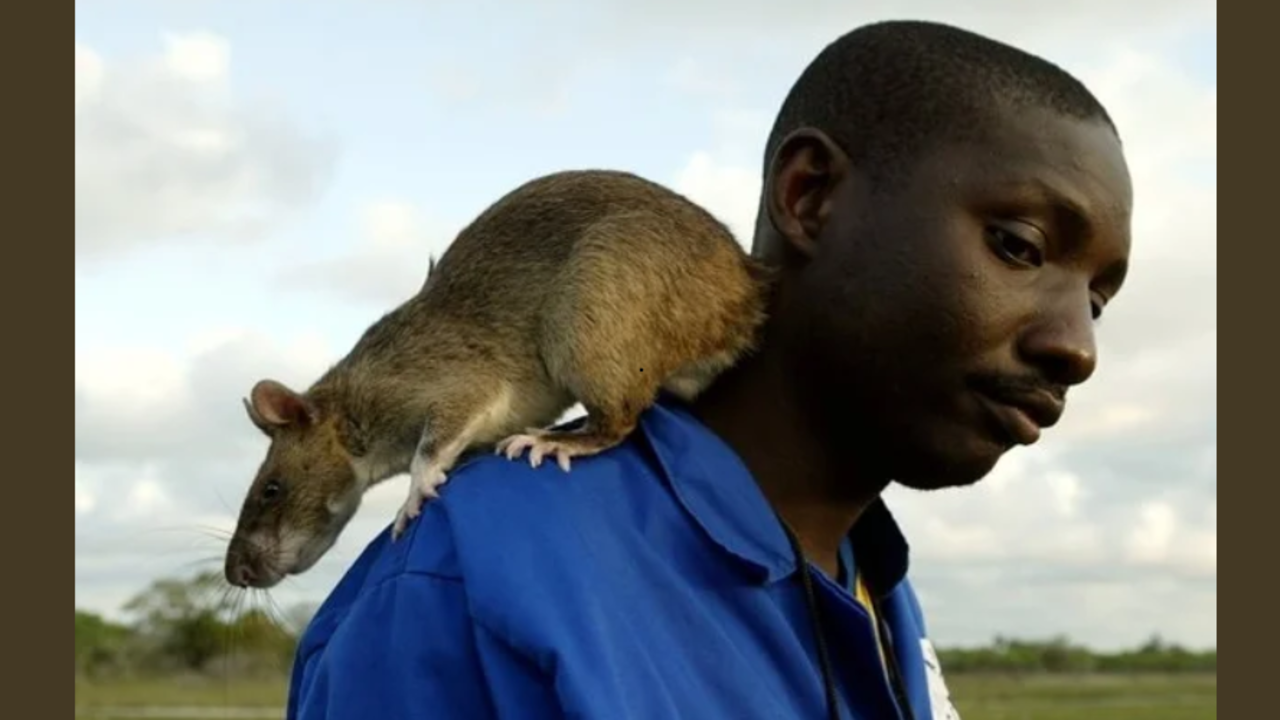 How African Rats Help Detect Disease And Save Lives