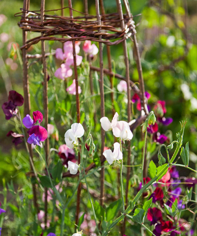 What to do with sweet peas in June for an endless supply of fragrant ...